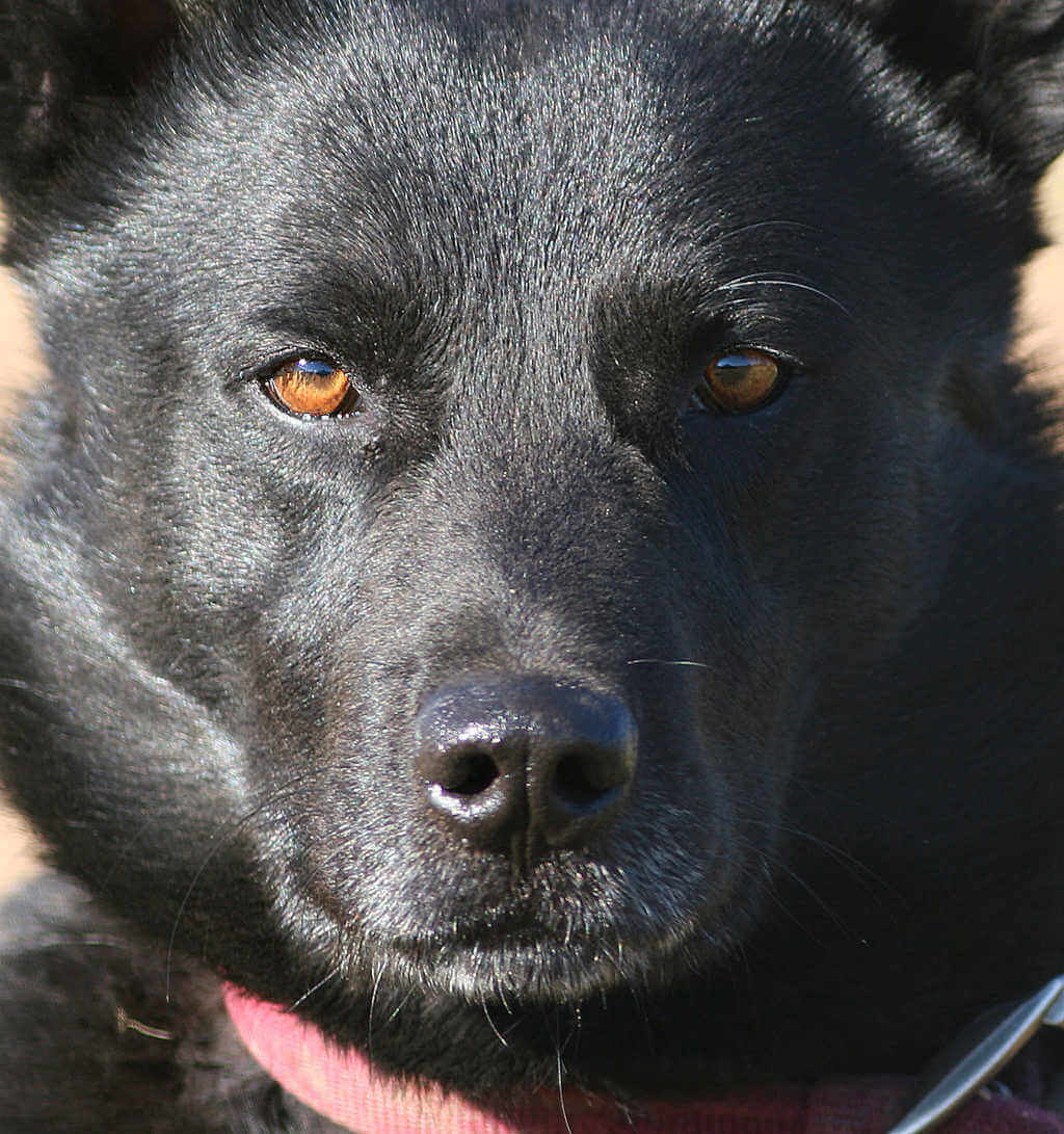 Pennsylvania Dog Bite Settlements | PA Dog Bite Lawyer